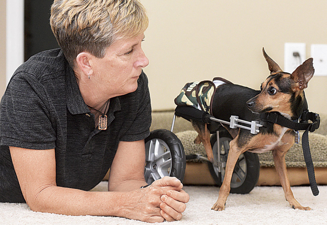 Paraplegic dog helps Mineral Wells woman train for marathon | News ...